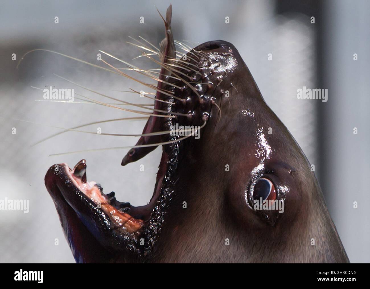 Un lion de mer est nourri d'un poisson par un entraîneur de mammifères ...
