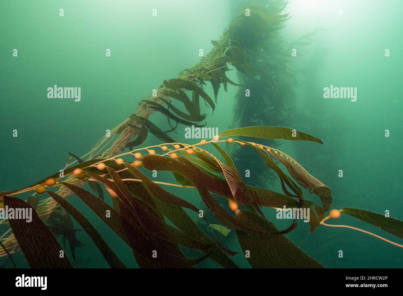 Varech du pacifique Banque de photographies et d’images à haute ...