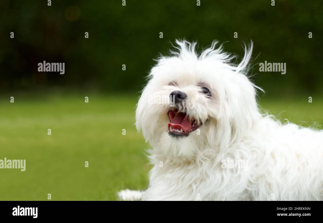 Image mignonne Banque de photographies et d’images à haute résolution ...