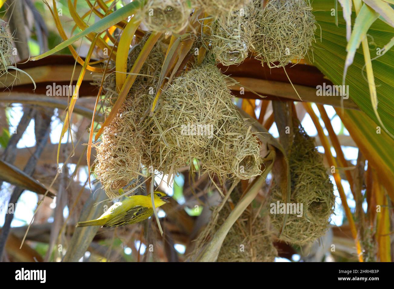Femelle Garden Weaver (Ploceus cucullatus) dans le groupe de nids. Les ...