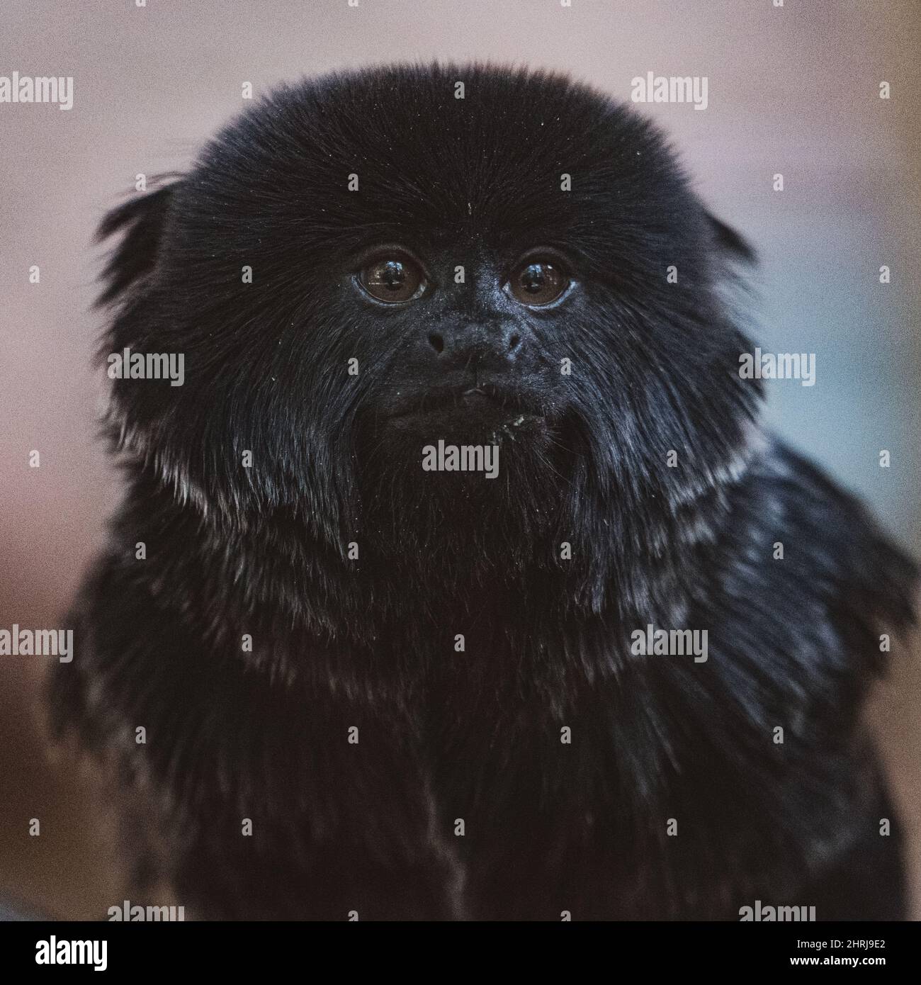 Petit singe noir Banque de photographies et d’images à haute résolution ...