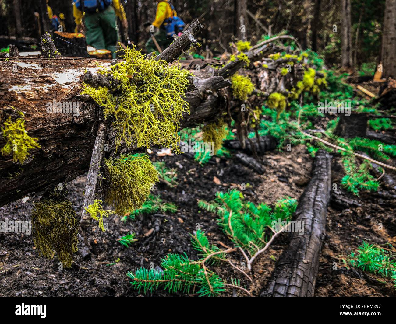 Gros plan d'une mousse jaune sur un tronc d'arbre coupé dans la forêt ...