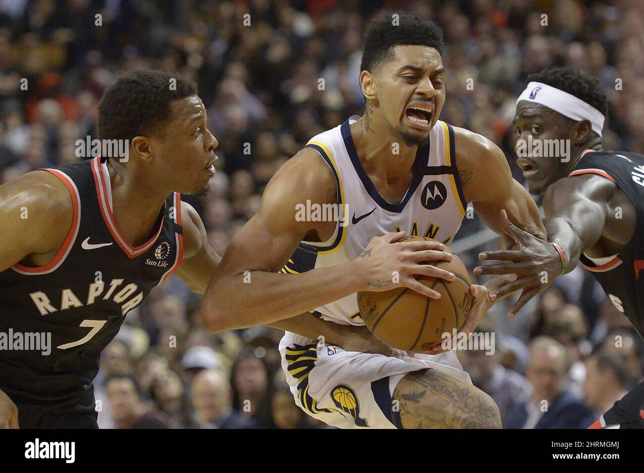 Pascal lamb Banque de photographies et d’images à haute résolution - Alamy