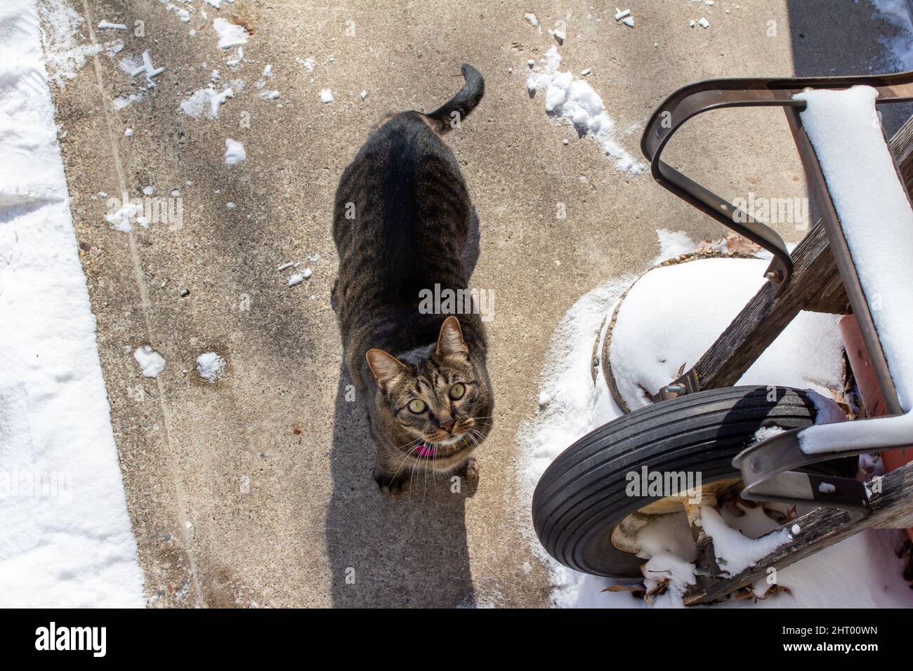 Vue en grand angle d'un chat tabby brun et noir directement sous l ...