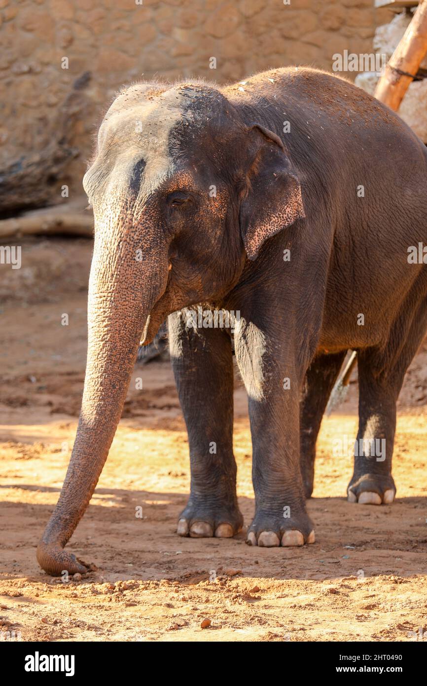Éléphant, faune africaine contexte de l'Afrique le vrai géant du ...