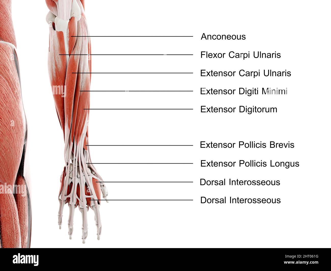 Extensor digitorum brevis muscle Banque de photographies et d’images à ...
