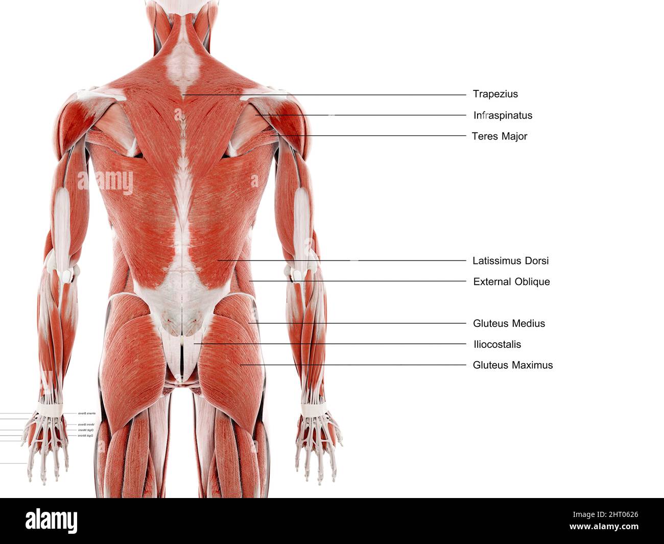Latissimus dorsi anatomy muscles Banque d'images détourées - Alamy