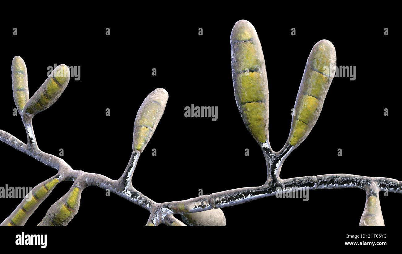Epidermophyton floccosum Banque de photographies et d’images à haute ...