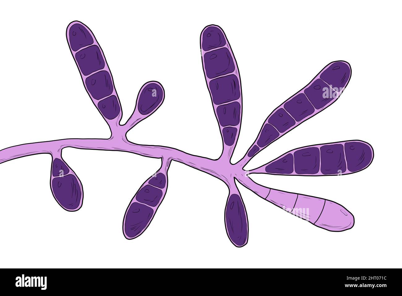 Dermatophyte fungus Banque de photographies et d’images à haute ...