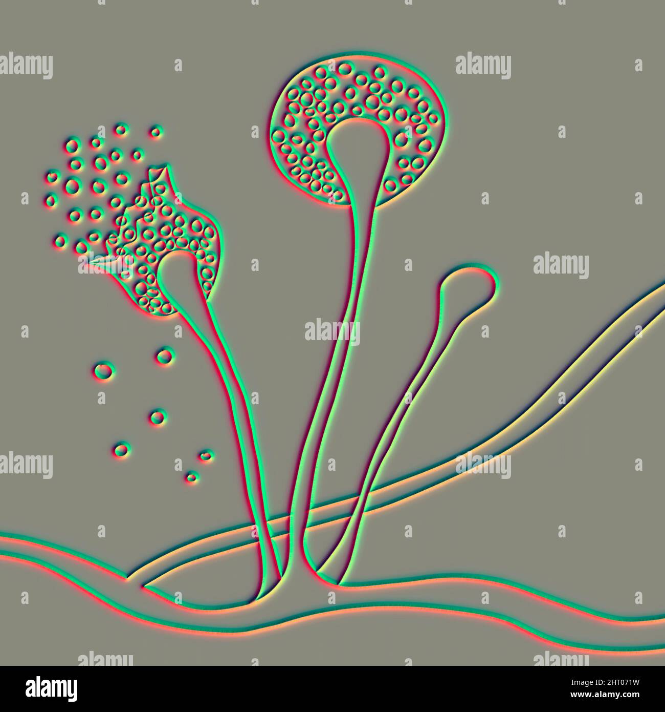 Mucor sp Banque de photographies et d’images à haute résolution - Alamy