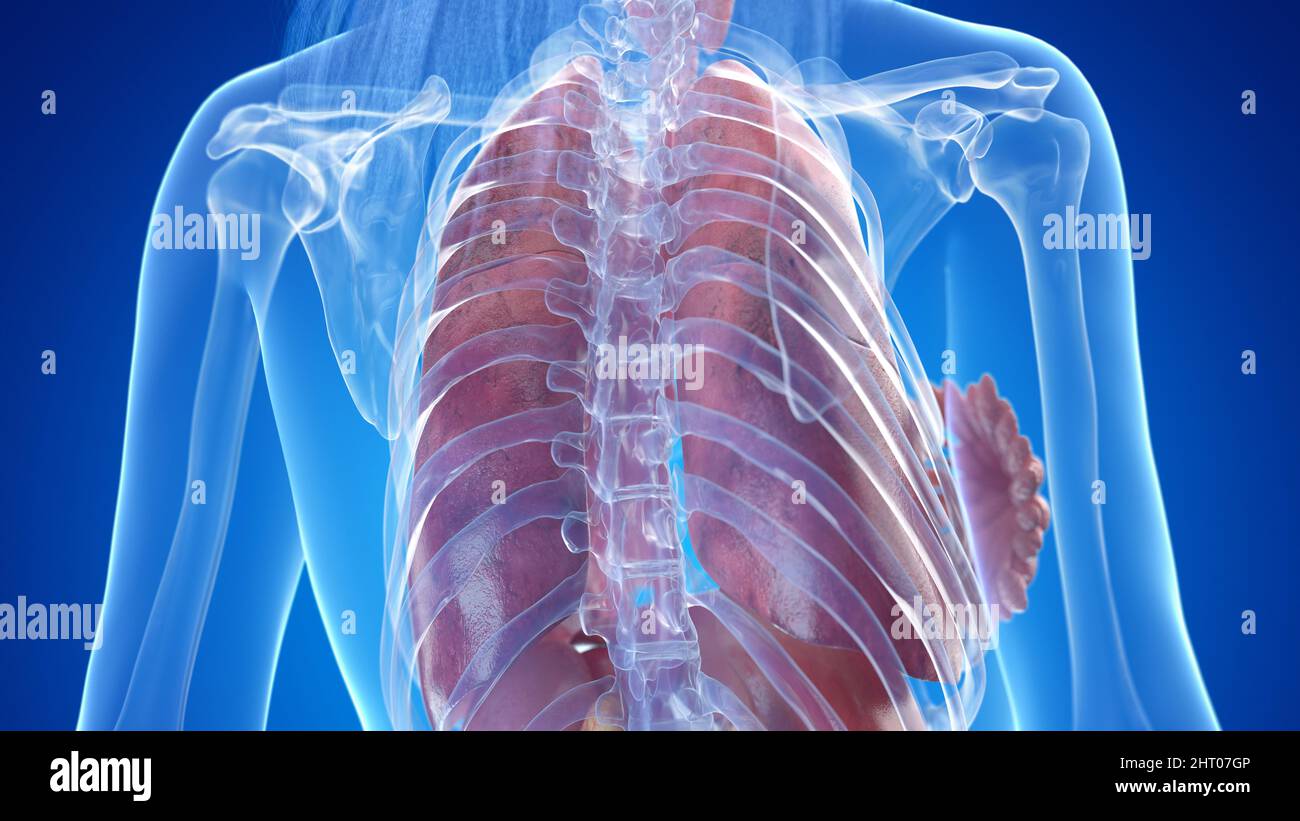 Anatomie du thorax humain, illustration Photo Stock - Alamy