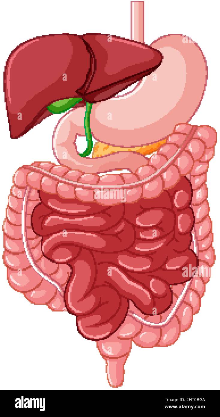 Anatomie du tractus gastro-intestinal pour l'illustration de l ...
