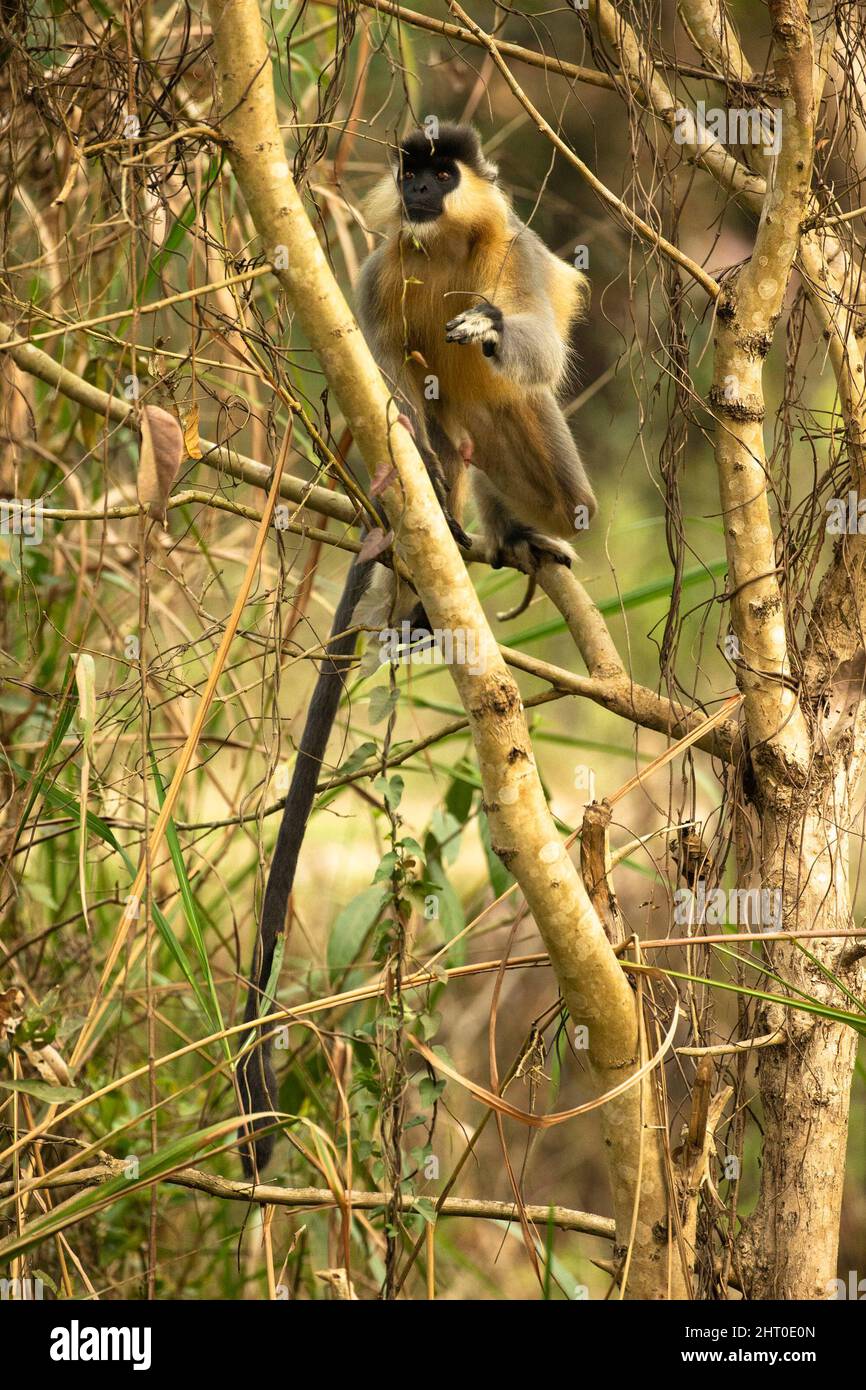 Langure à ventre blond (Trachypithecus pileatus pileatus), sous-espèce ...
