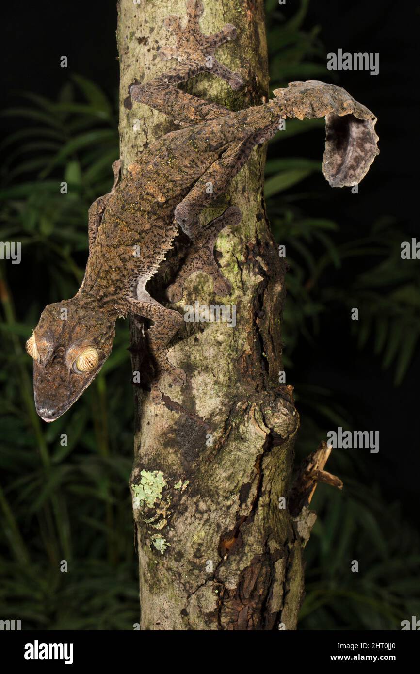 Gecko à queue géante Banque de photographies et d’images à haute ...