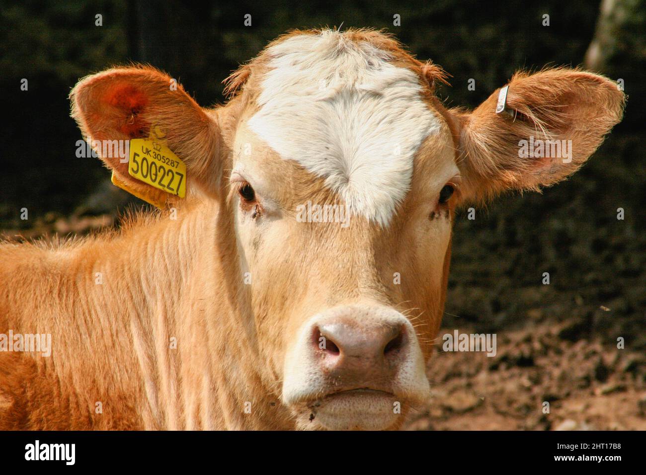 Oreilles de vache Banque de photographies et d’images à haute ...