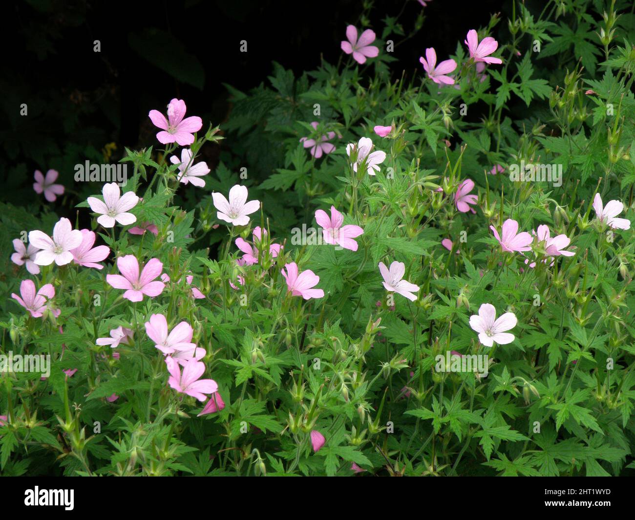 Geranium endressii Banque de photographies et d’images à haute ...