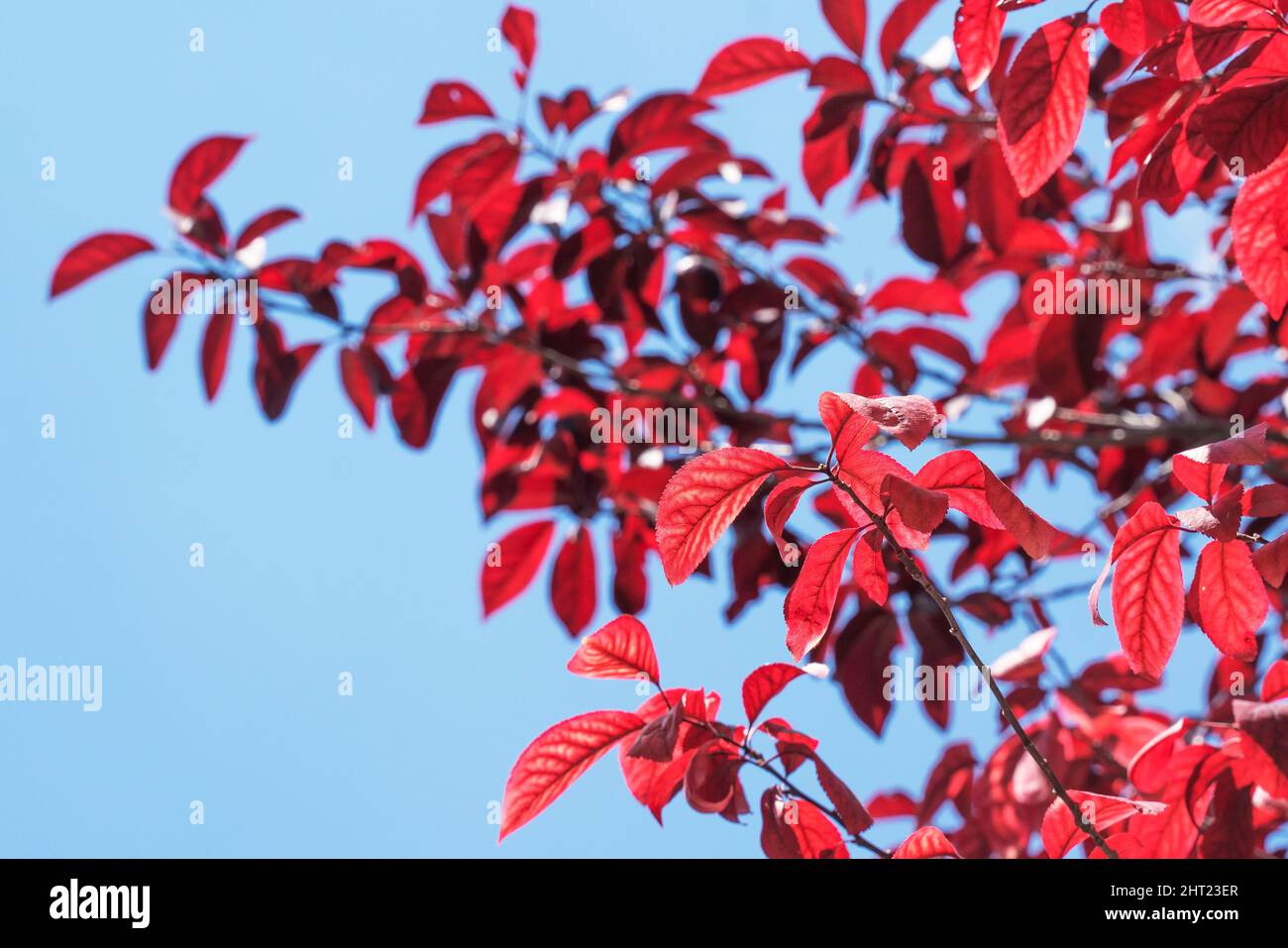 Plantes grimpantes sauvages bleu Banque de photographies et d’images à ...