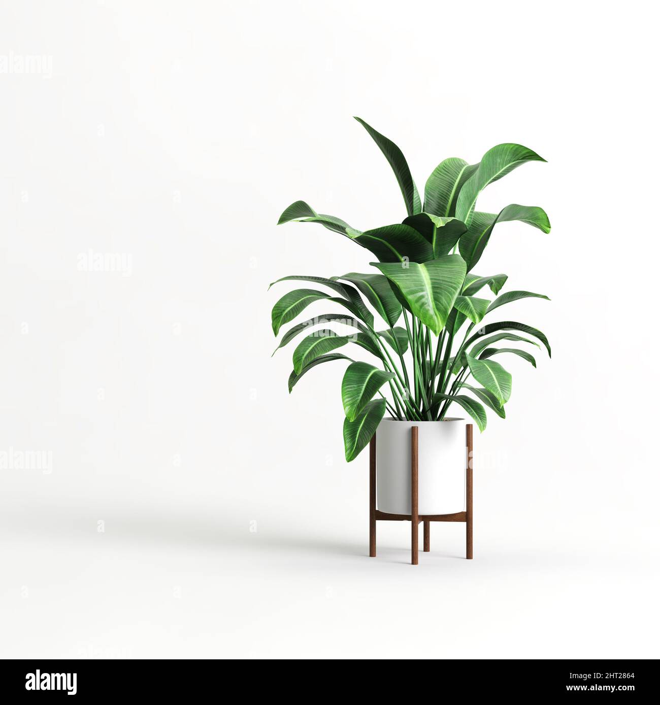 Plante de musaceae Banque de photographies et d’images à haute ...