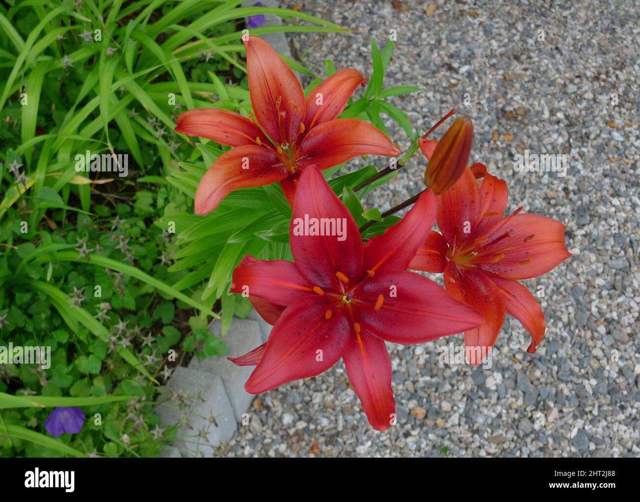 Lis asiatiques lis Banque de photographies et d’images à haute résolution - Alamy