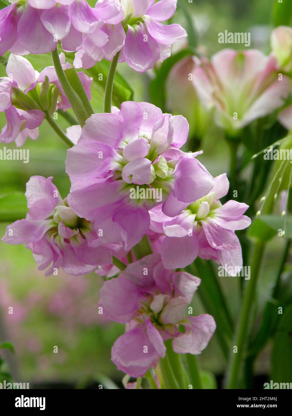 Matthiola incana Banque de photographies et d’images à haute résolution ...
