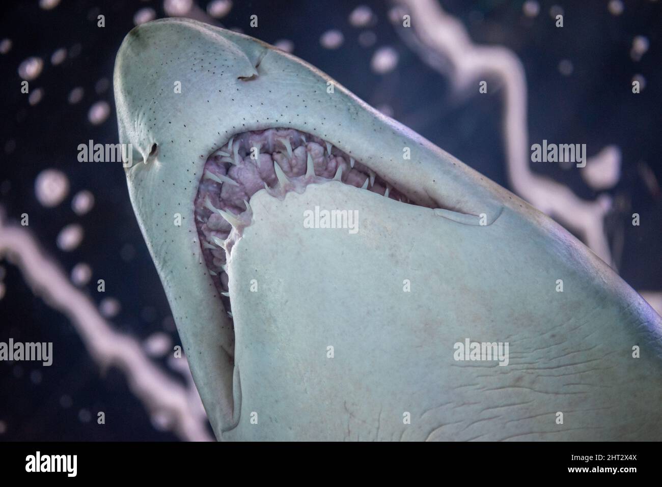 Photo à angle bas de la mâchoire et des dents d'un requin tigre de ...