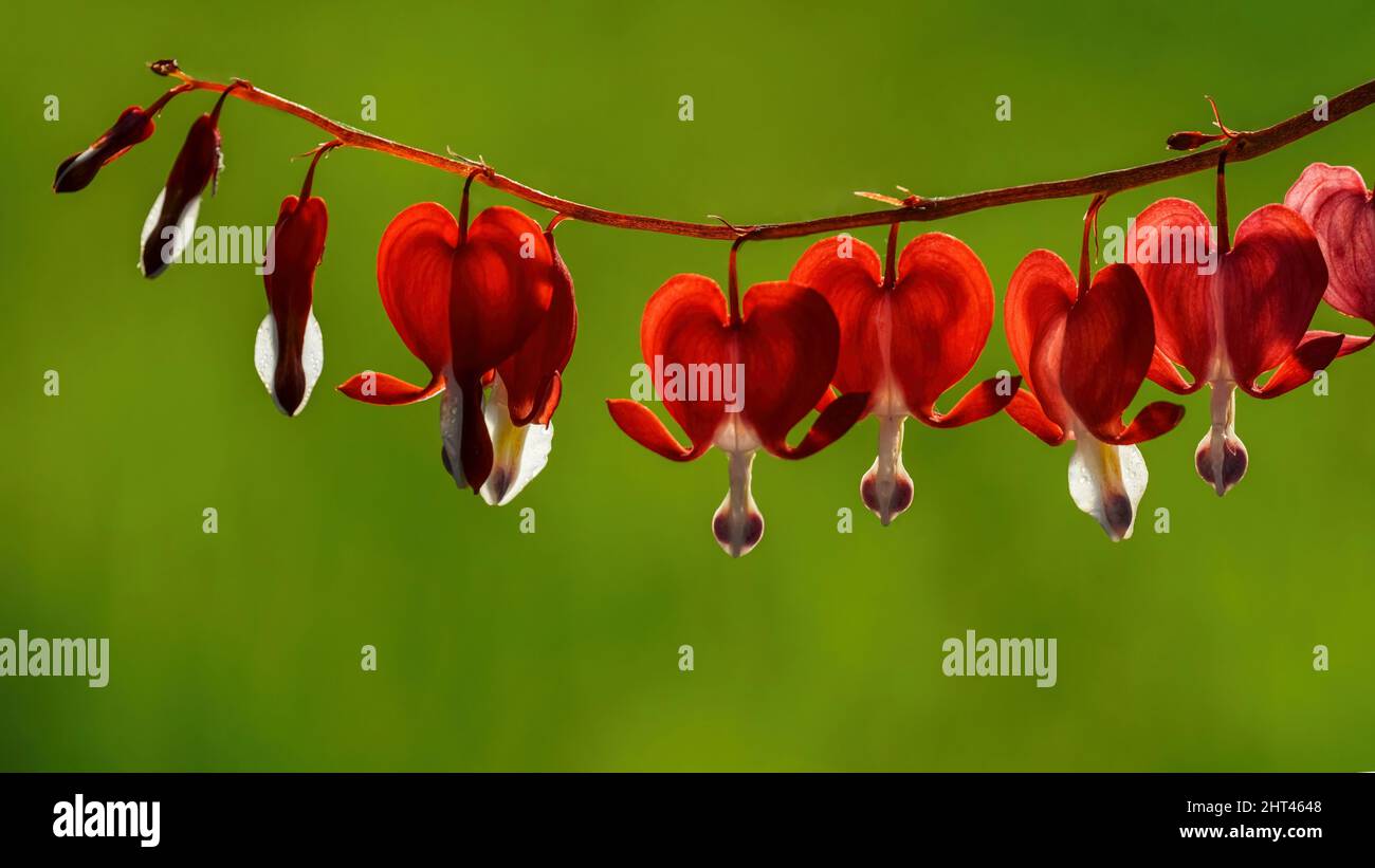 Plante coeur saignant rouge Banque de photographies et d’images à haute ...