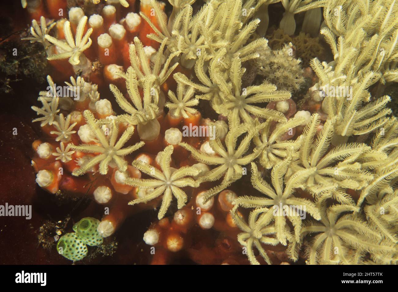 Tubipora musica Banque de photographies et d’images à haute résolution ...