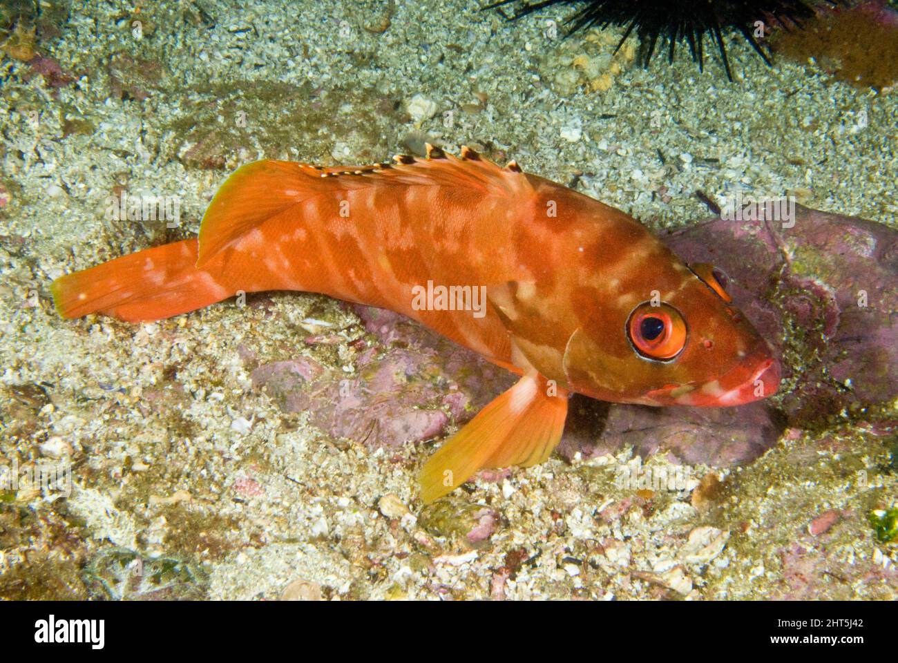 Le mérou à tête noire (Epinephelus fasciatus), espèce facilement ...