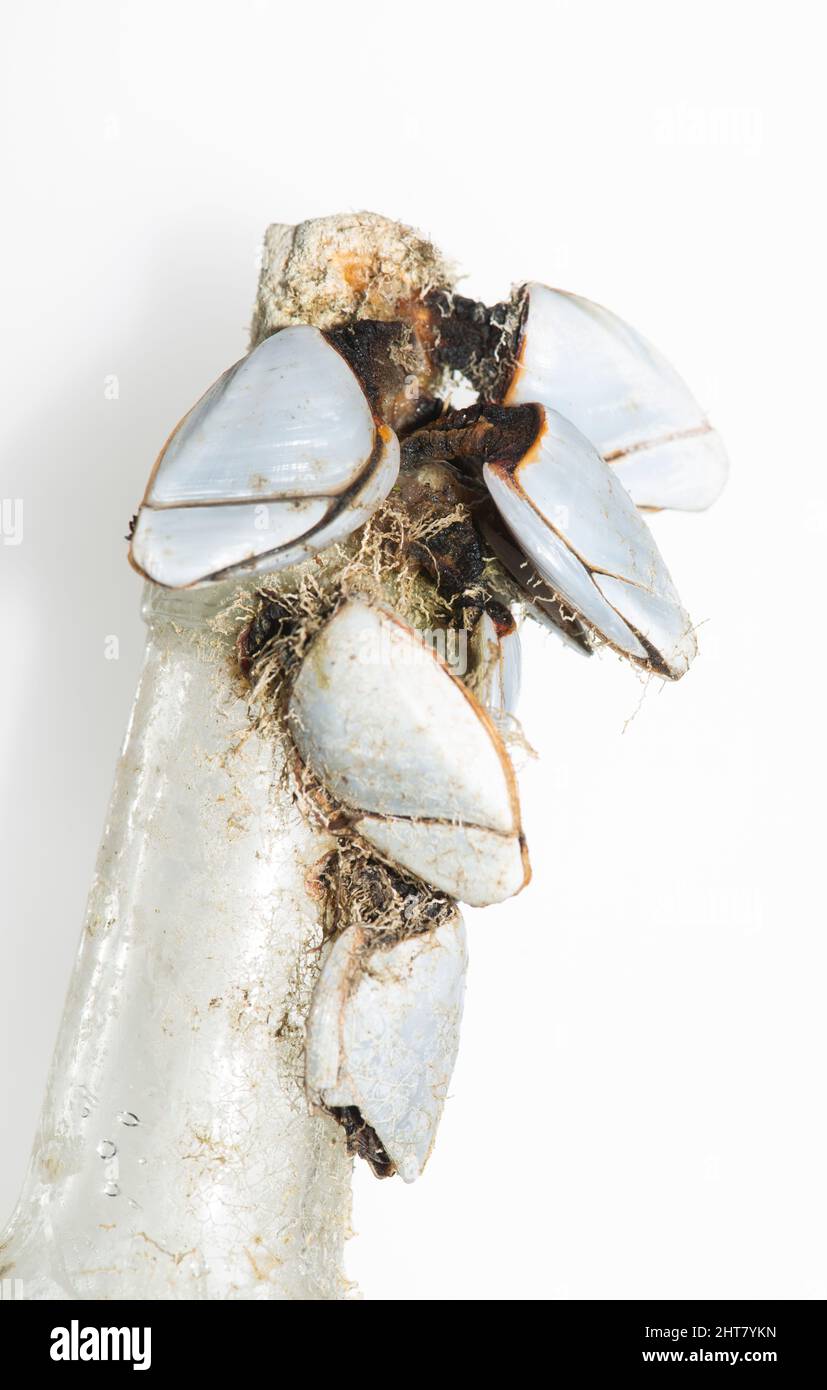 Longneck Banque de photographies et d’images à haute résolution - Alamy