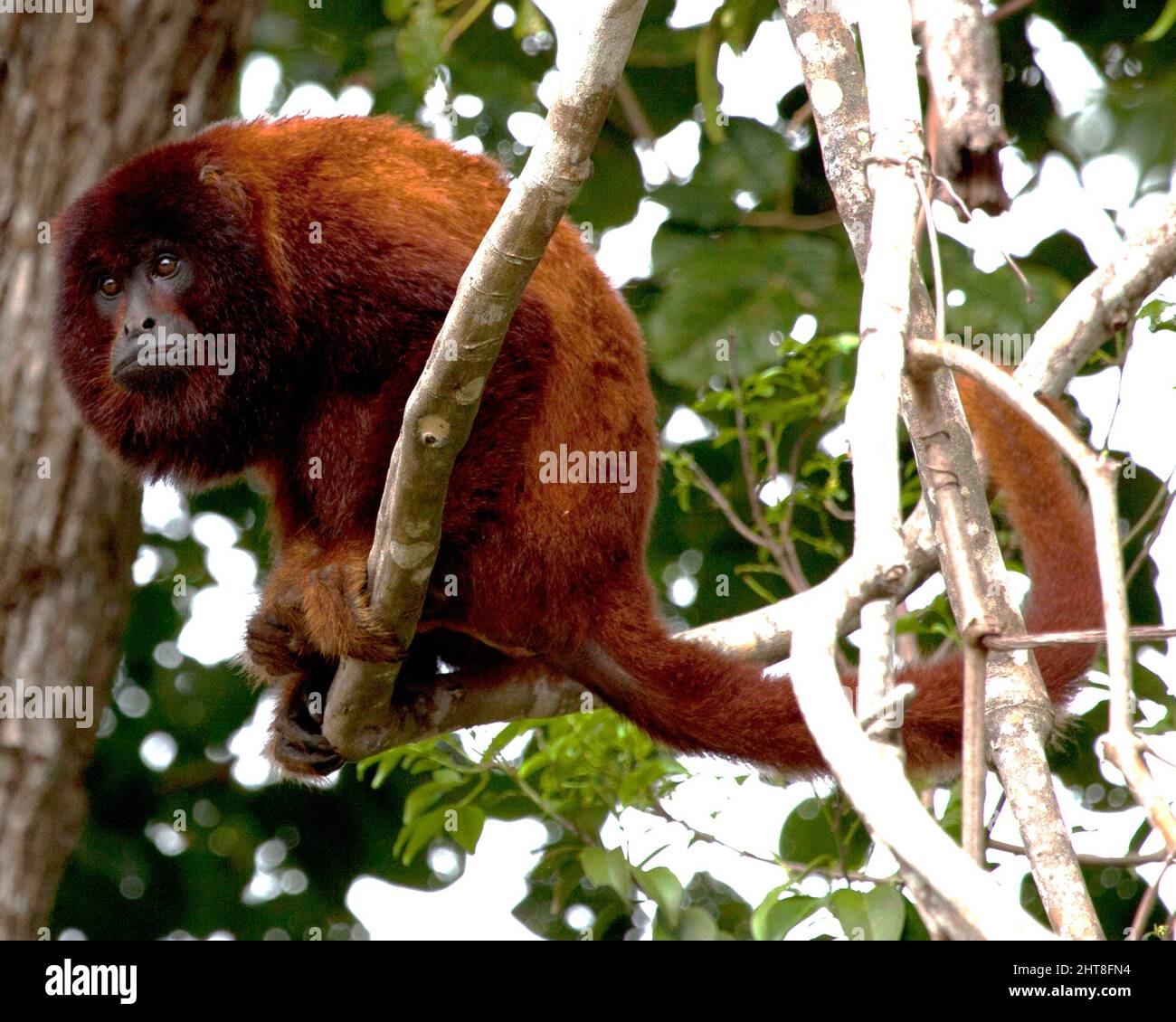 Alouatta sara Banque de photographies et d’images à haute résolution ...