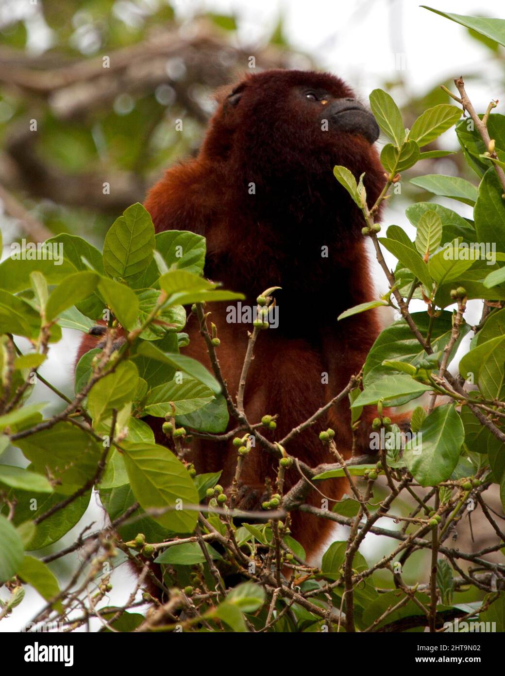 Alouatta sara Banque de photographies et d’images à haute résolution ...