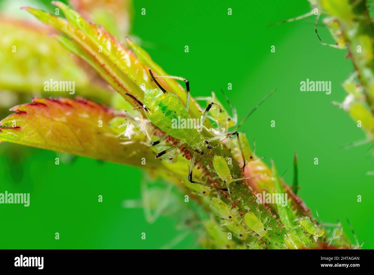 Gros plan sur la colonie de pucerons. Mouche verte ou puceron vert ...