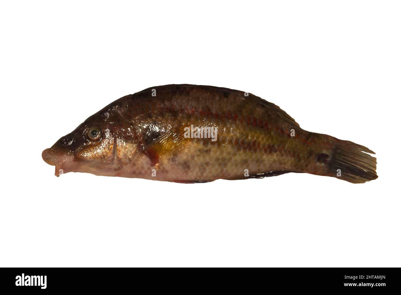 Le poisson girelle sur fond blanc Banque de photographies et d’images à ...