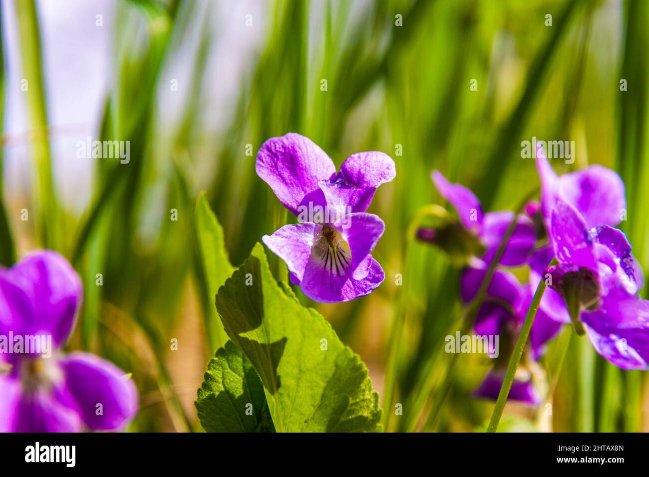 la violette de la forêt a fleuri dans les rayons du soleil de printemps ...