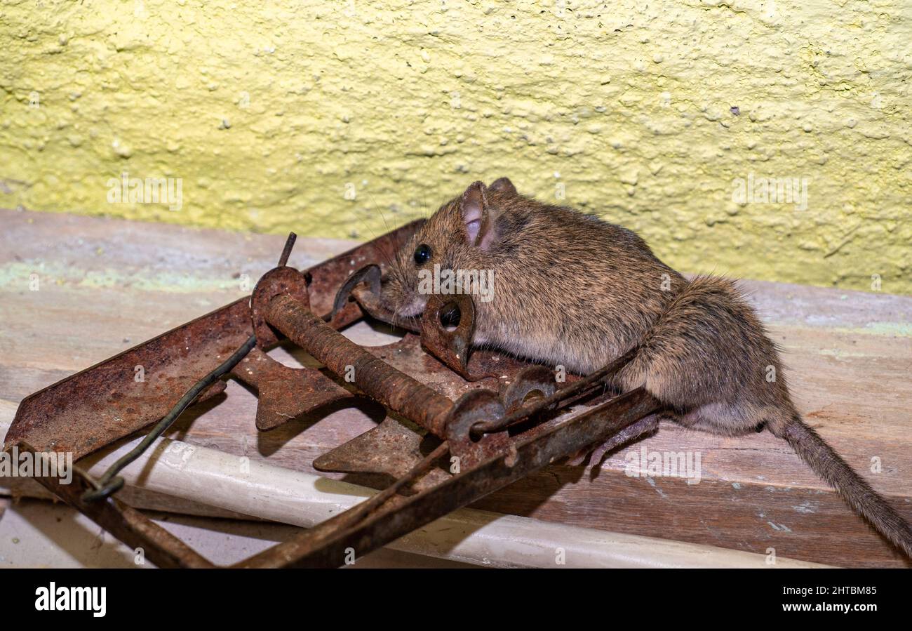 Grand rat dans un vieux piège dans le garage d'une maison Photo Stock ...