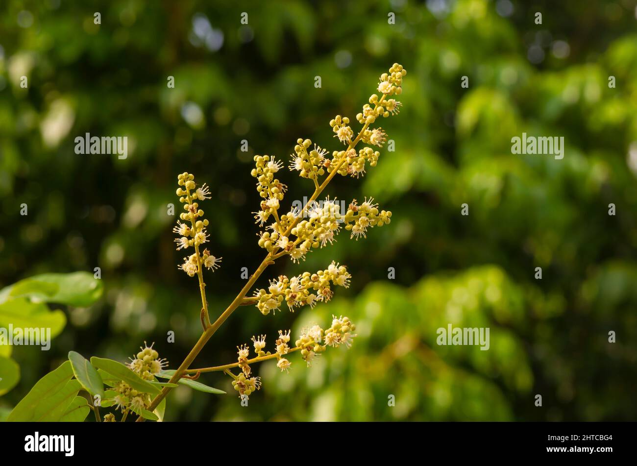 Arbre fruitier pour un petit jardin Banque de photographies et d’images ...