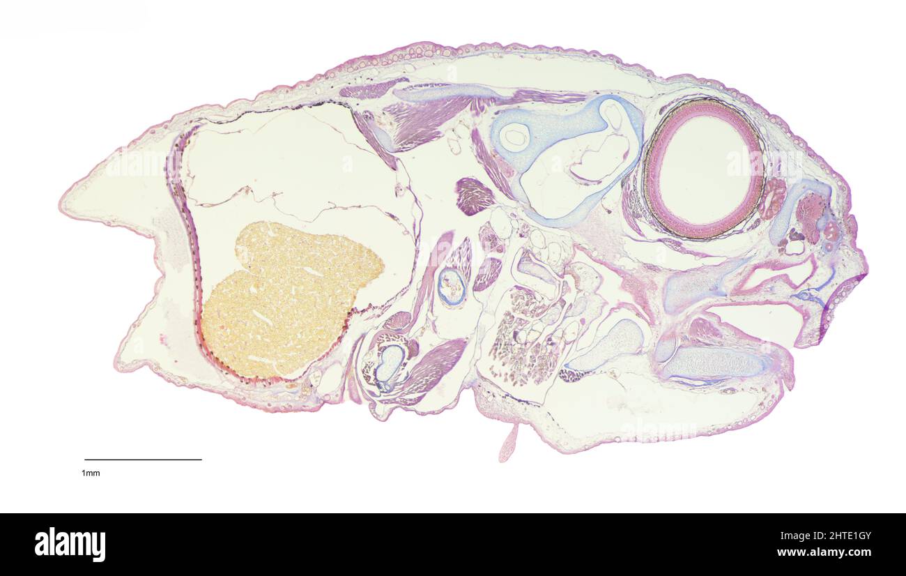 Tamorphose de tadpole, Une série de coupes de lames de microscope ...