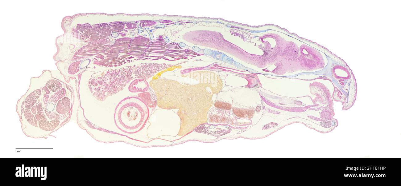 Tamorphose de tadpole, Une série de coupes de lames de microscope ...