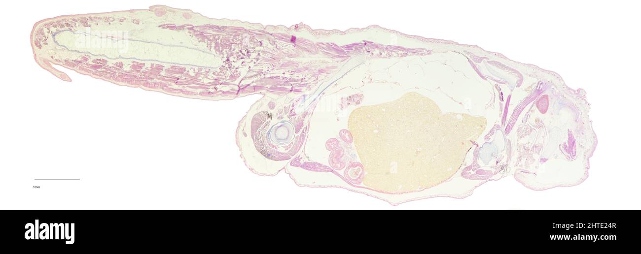 Tamorphose de tadpole, Une série de coupes de lames de microscope ...