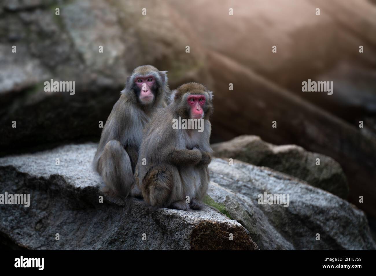 L'accouplement des singes Banque de photographies et d’images à haute ...