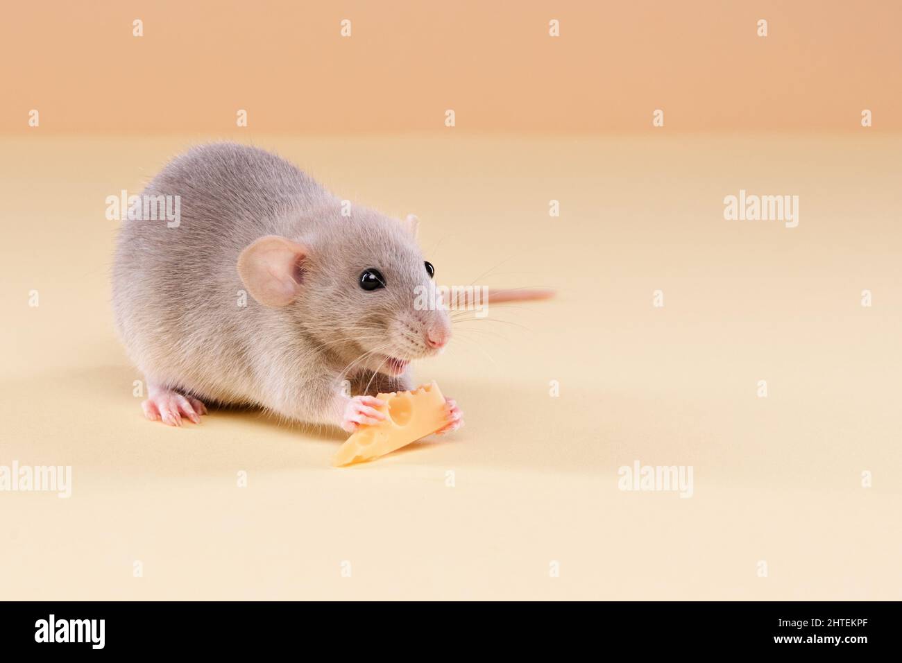 Portrait animal ravageur manger Banque de photographies et d’images à ...