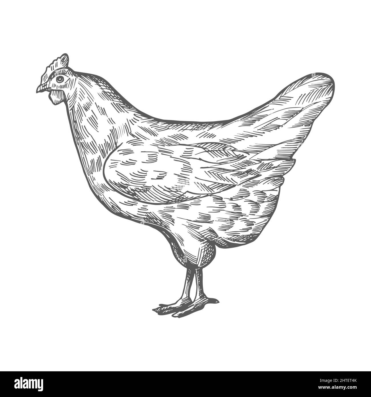 Dessin de poulet. Illustration vintage vectorielle dessin de poulet à ...