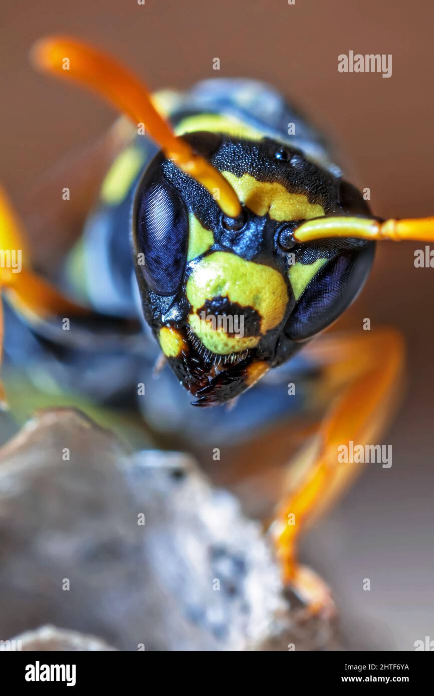 Mandibule d'insecte Banque de photographies et d’images à haute ...