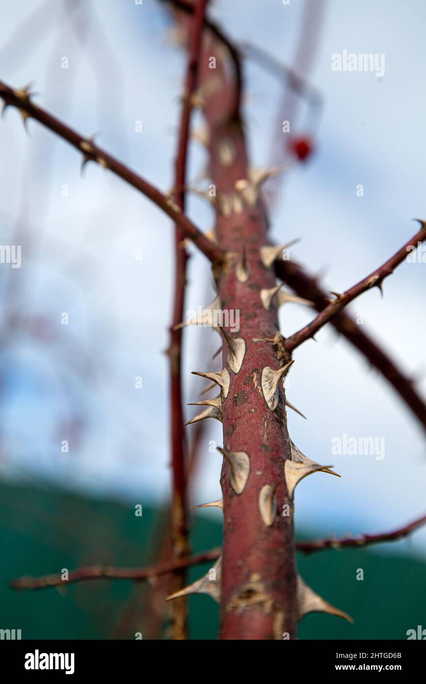 Arbuste avec des épines Banque de photographies et d’images à haute ...