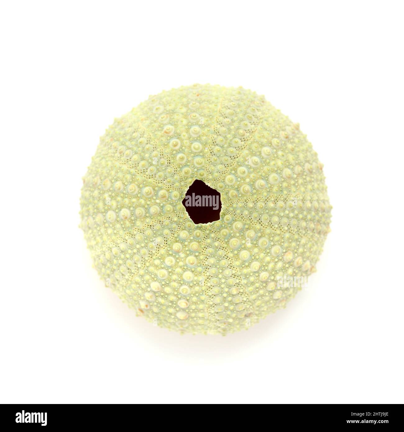 Mer de dentelle Banque d'images détourées - Alamy
