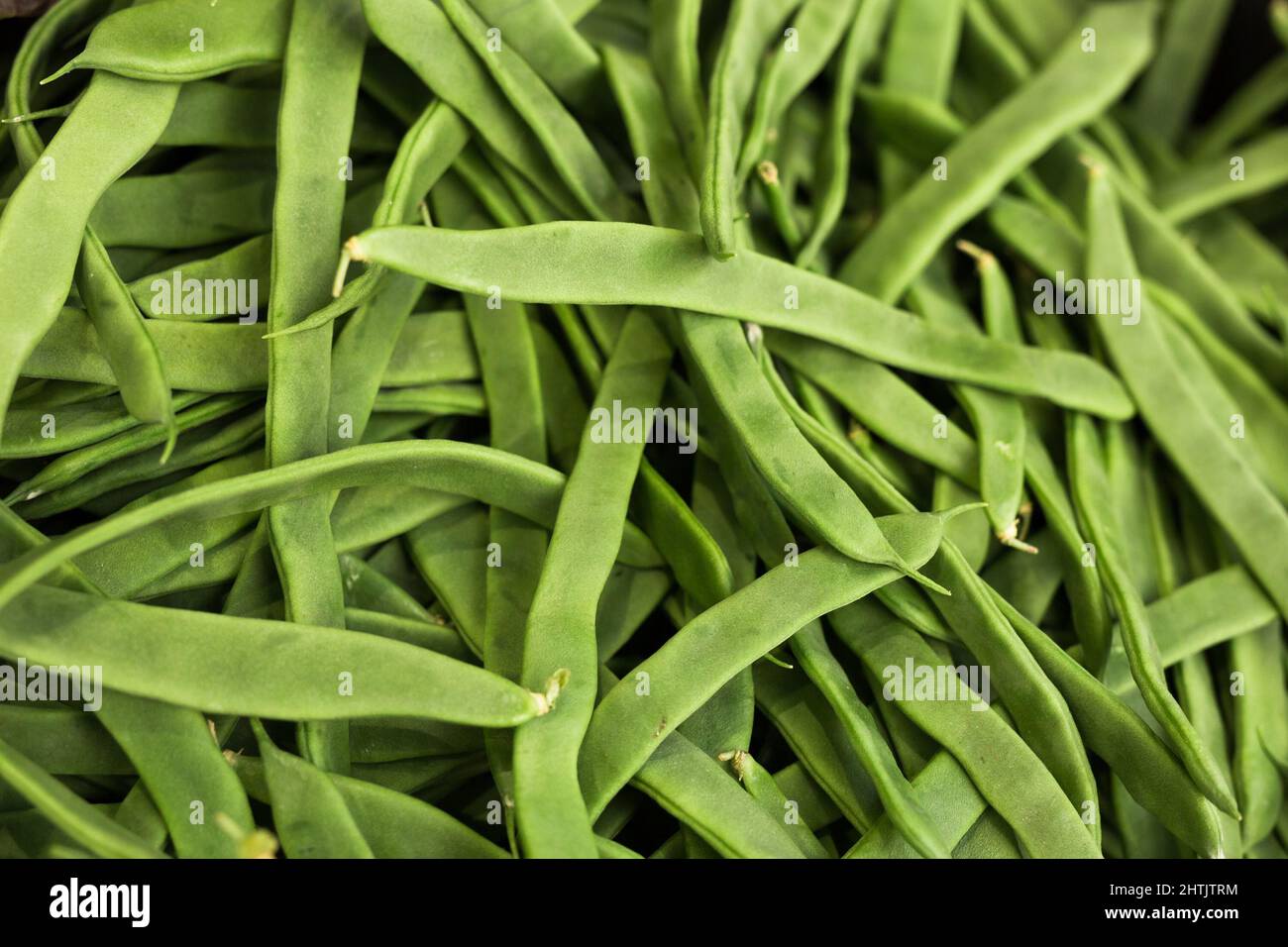 Haricot romano Banque de photographies et d’images à haute résolution ...