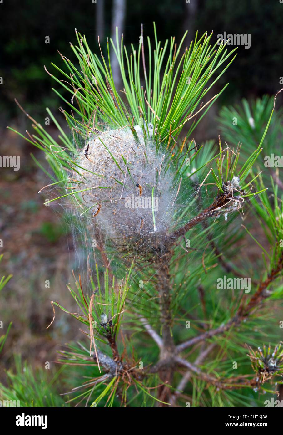 La chenille processive du pin niche où il y a environ 300 oeufs dans ...