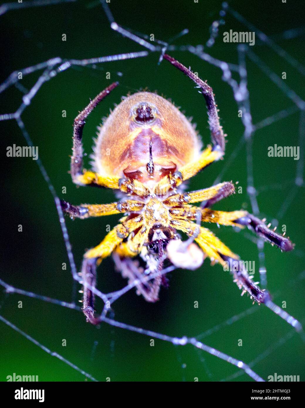 Insectes nocturnes Banque de photographies et d’images à haute ...