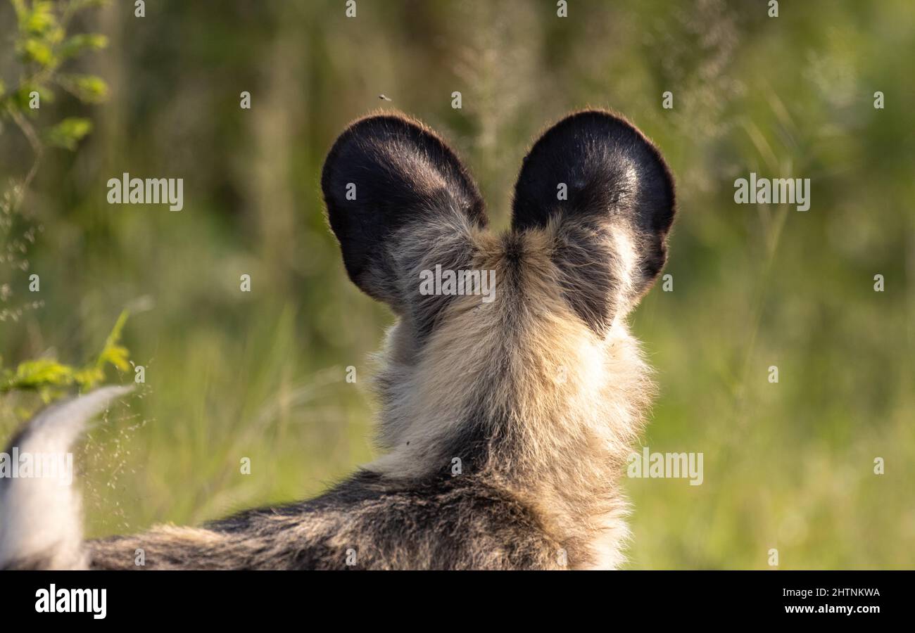 Photo arrière des oreilles étonnantes d'un chien sauvage africain en ...
