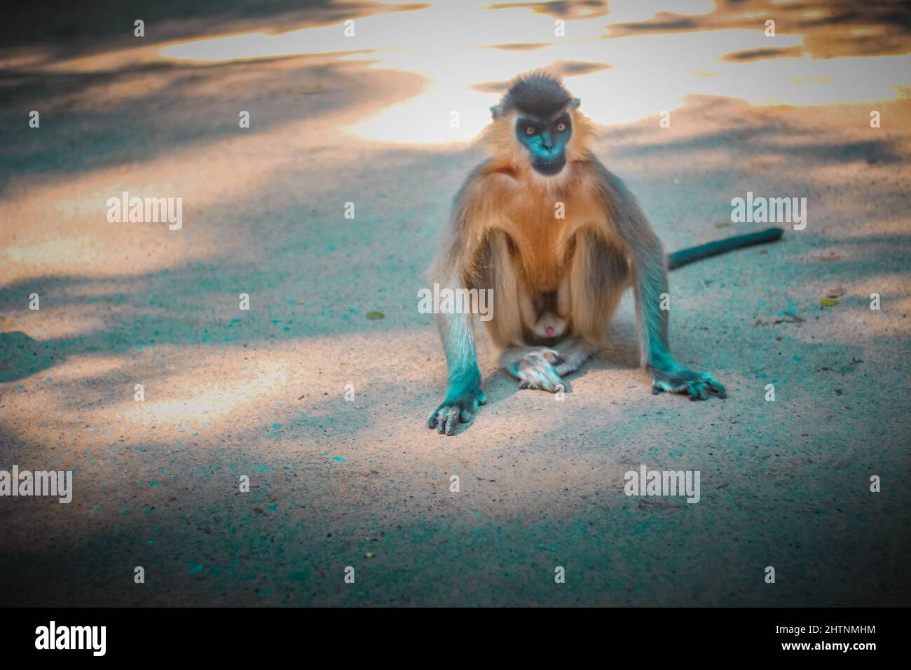 Beau singe Banque de photographies et d’images à haute résolution - Alamy